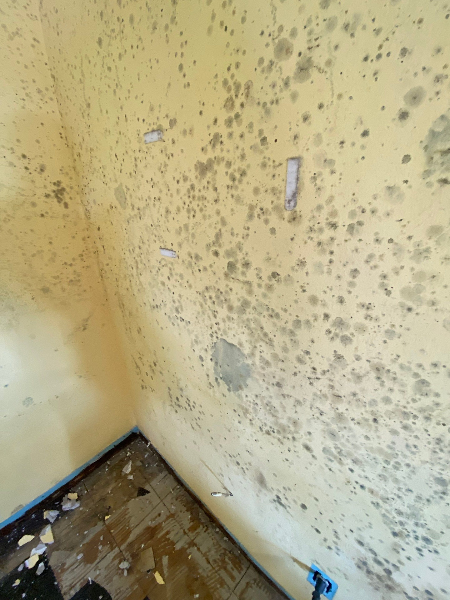 Water Damage & Mold Restoration Orlando FL | 24/7 Emergency | Corbell